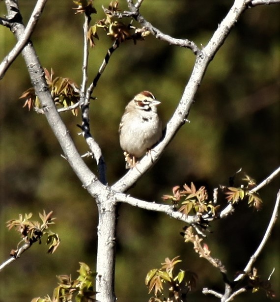 eBird Checklist - 14 Apr 2023 - Mule Pass Yard - 31 species