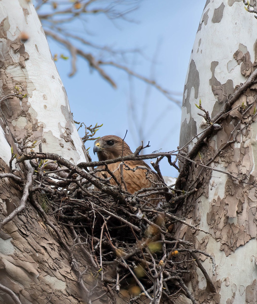 eBird Checklist - 14 Apr 2023 - Unity Village Trail - 19 species