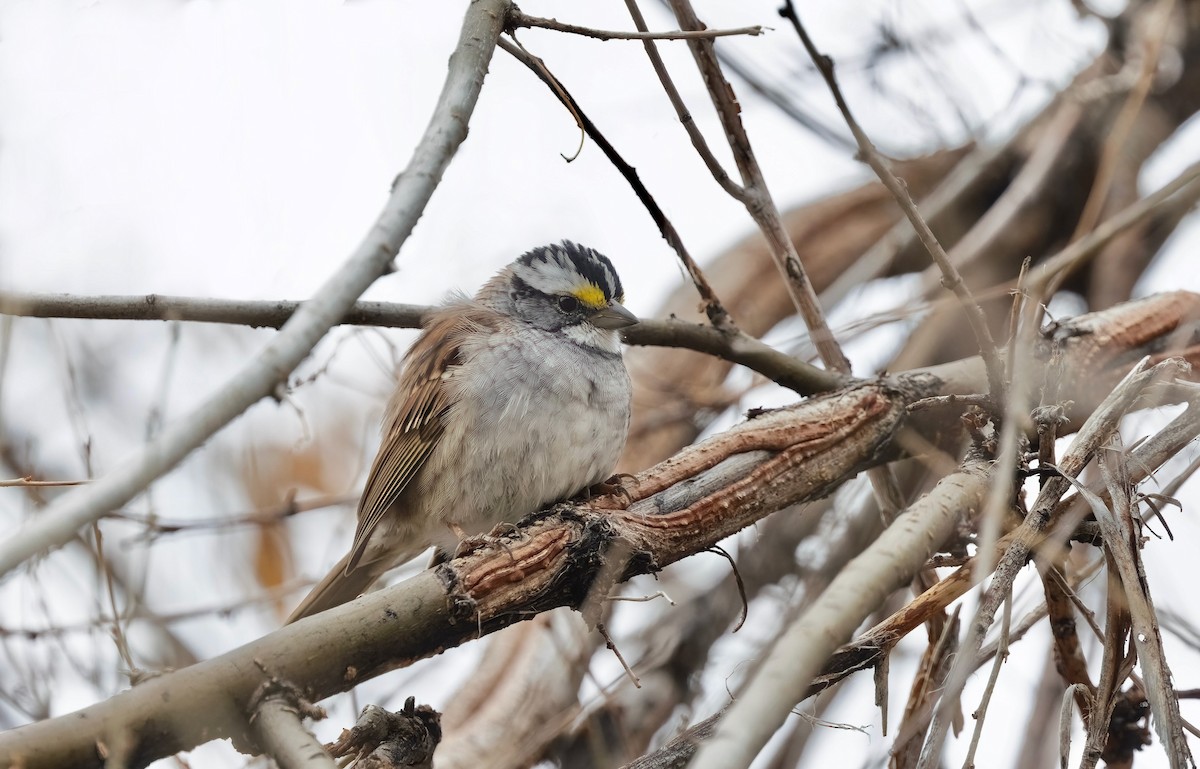 eBird Checklist - 14 Apr 2023 - Tucker Gulch - 19 species