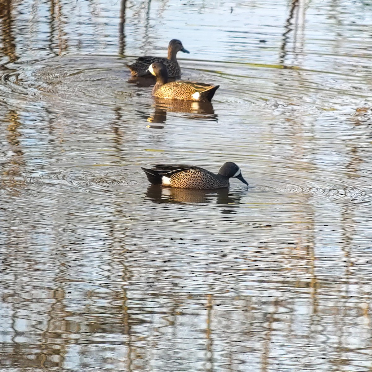eBird Checklist - 14 Apr 2023 - Finderne Wetlands - 11 species