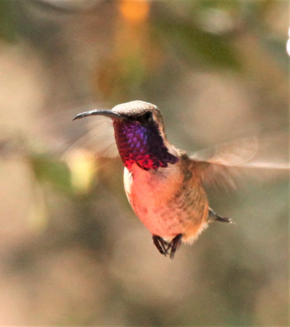 eBird Checklist - 13 Apr 2023 - Mule Pass Yard - 30 species