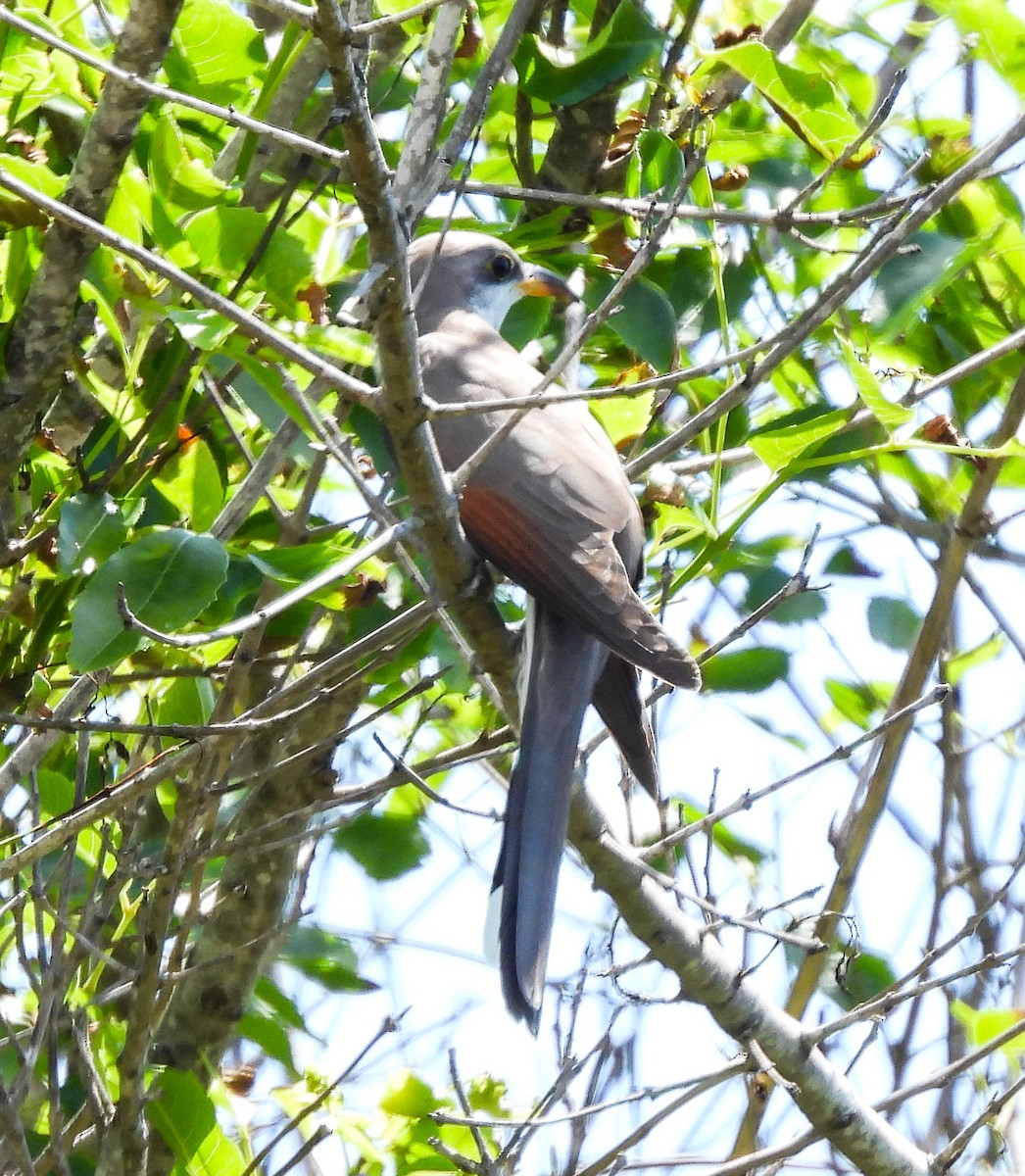 eBird Checklist - 13 Apr 2023 - Quintana Neotropical Bird Sanctuary ...