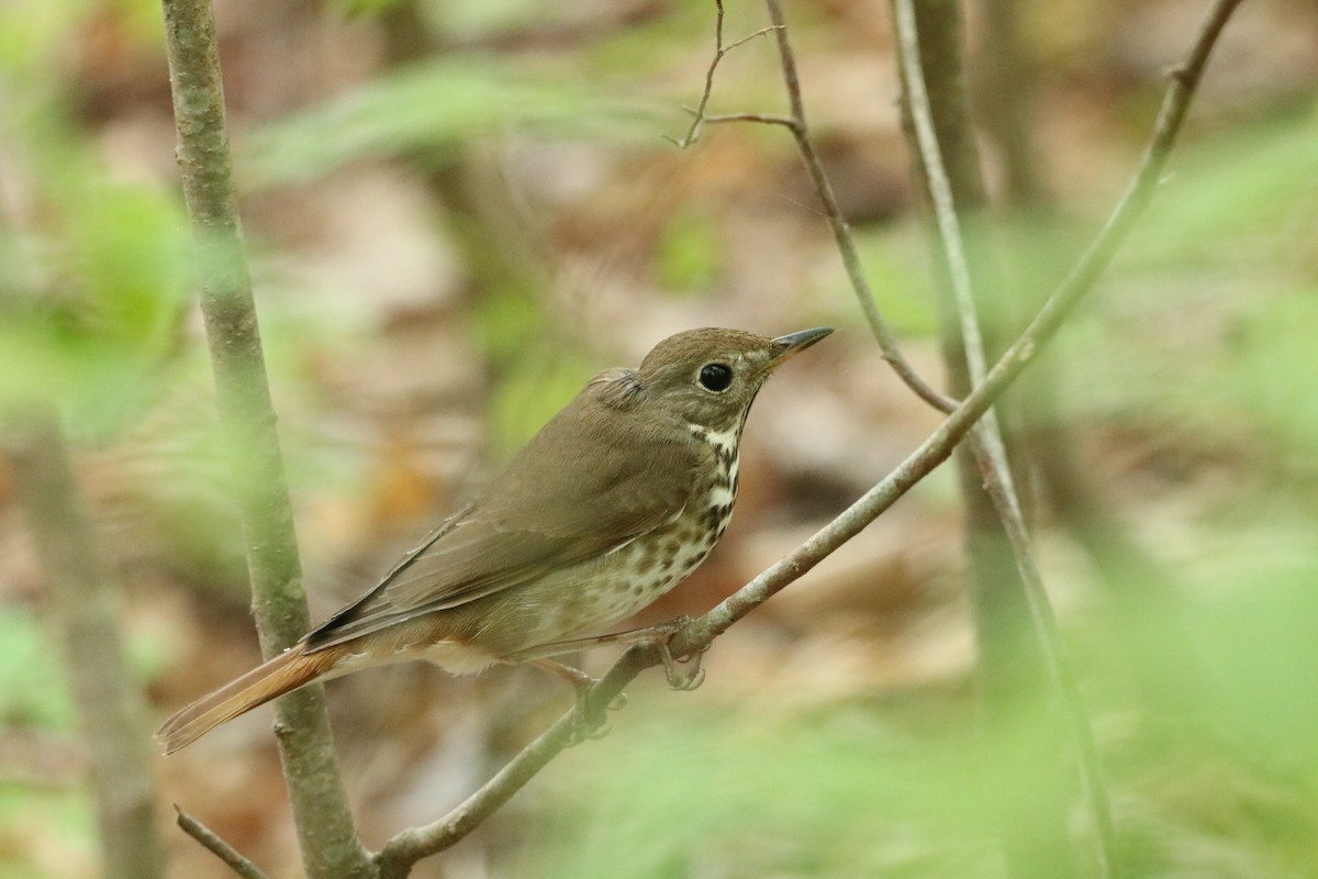 eBird Checklist - 14 Apr 2023 - Stumpy Lake Natural Area - 33 species