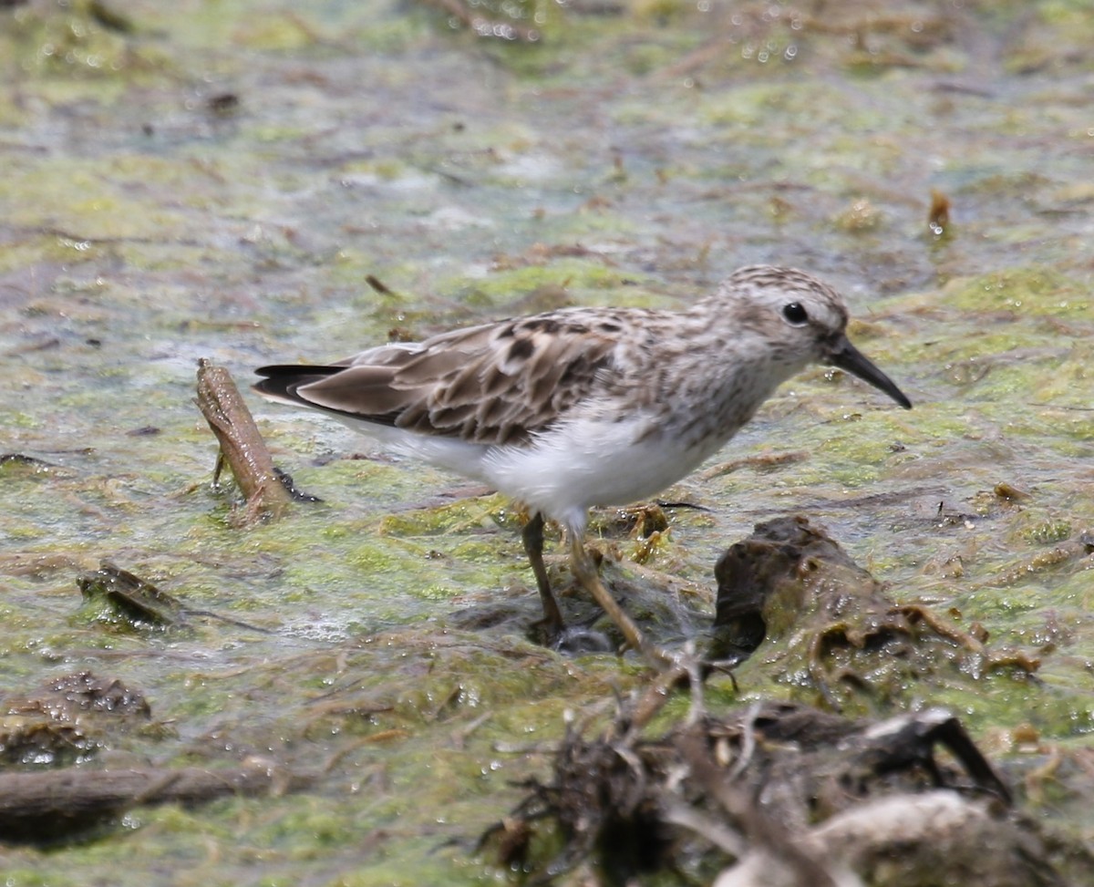 eBird Pacific Northwest Checklist - 12 Apr 2023 - San Jacinto Wildlife ...