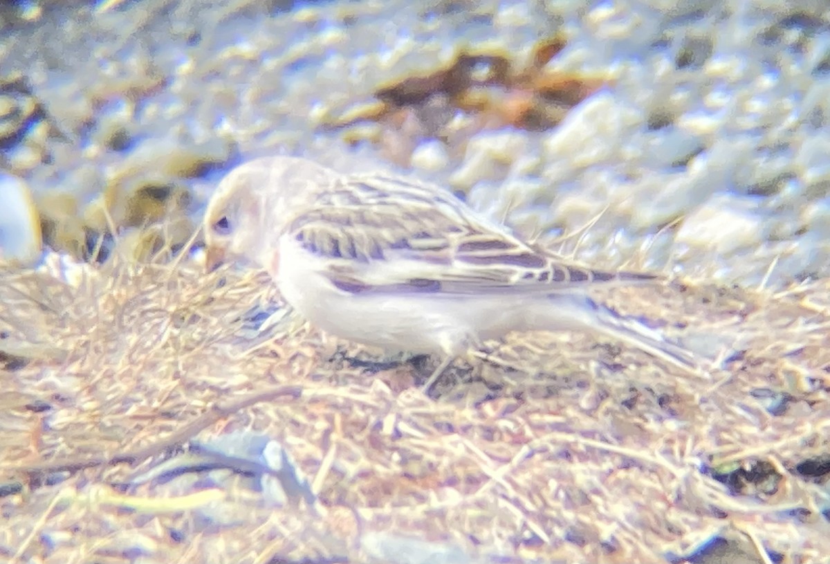 eBird Checklist - 14 Apr 2023 - Sitka Nat. Historical Park - 25 species ...