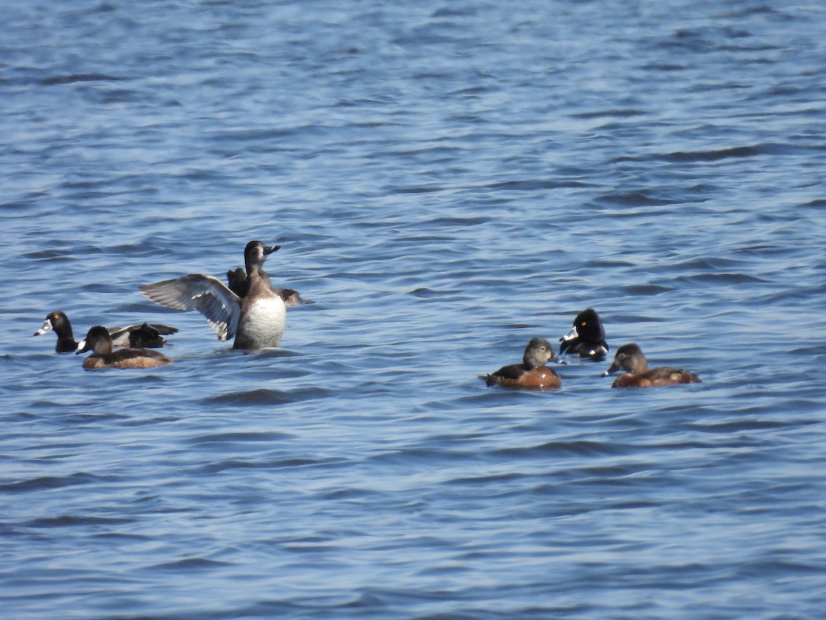 eBird Checklist - 13 Apr 2023 - Centre d'interprétation de la nature du ...