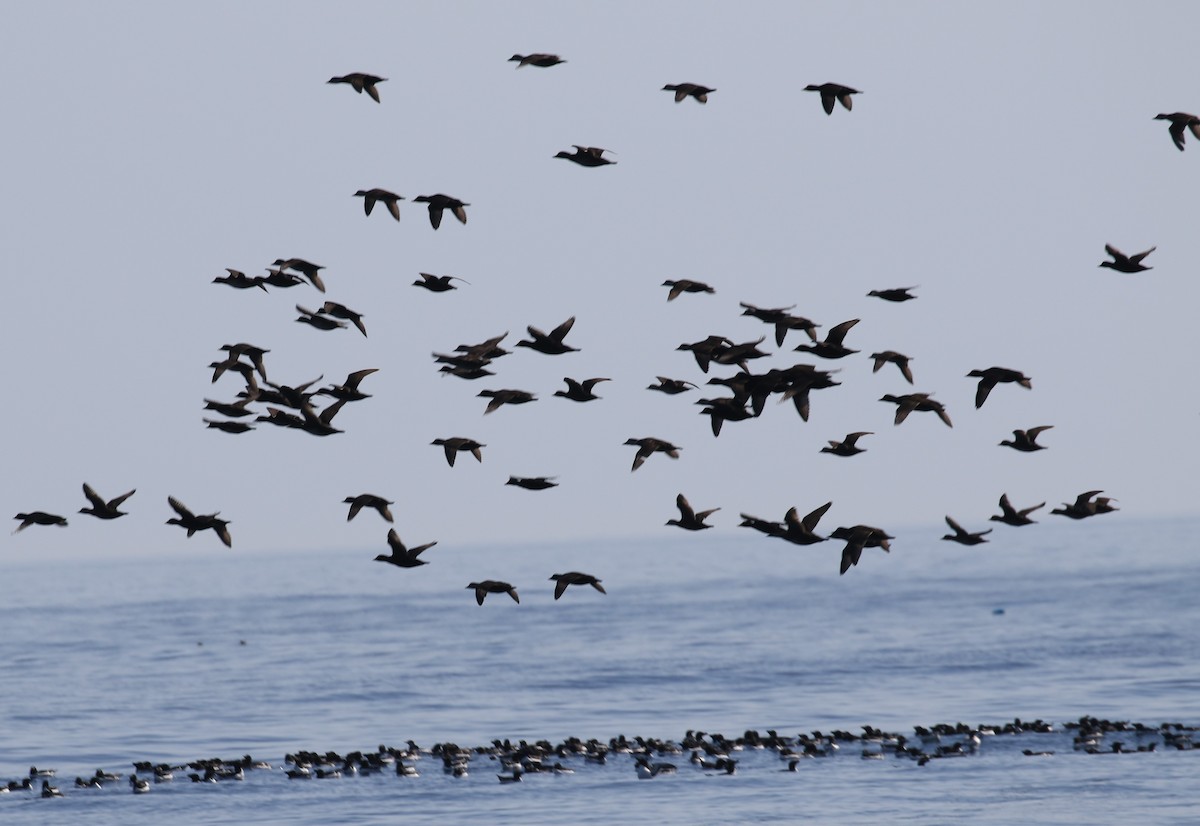 eBird Checklist - 14 Apr 2023 - Matinicus Rock - 33 species