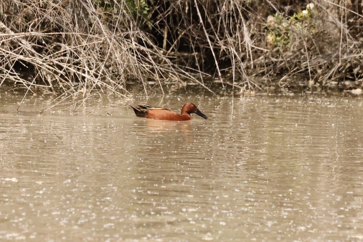 eBird Checklist - 14 Apr 2023 - Riparian Preserve at Gilbert Water ...