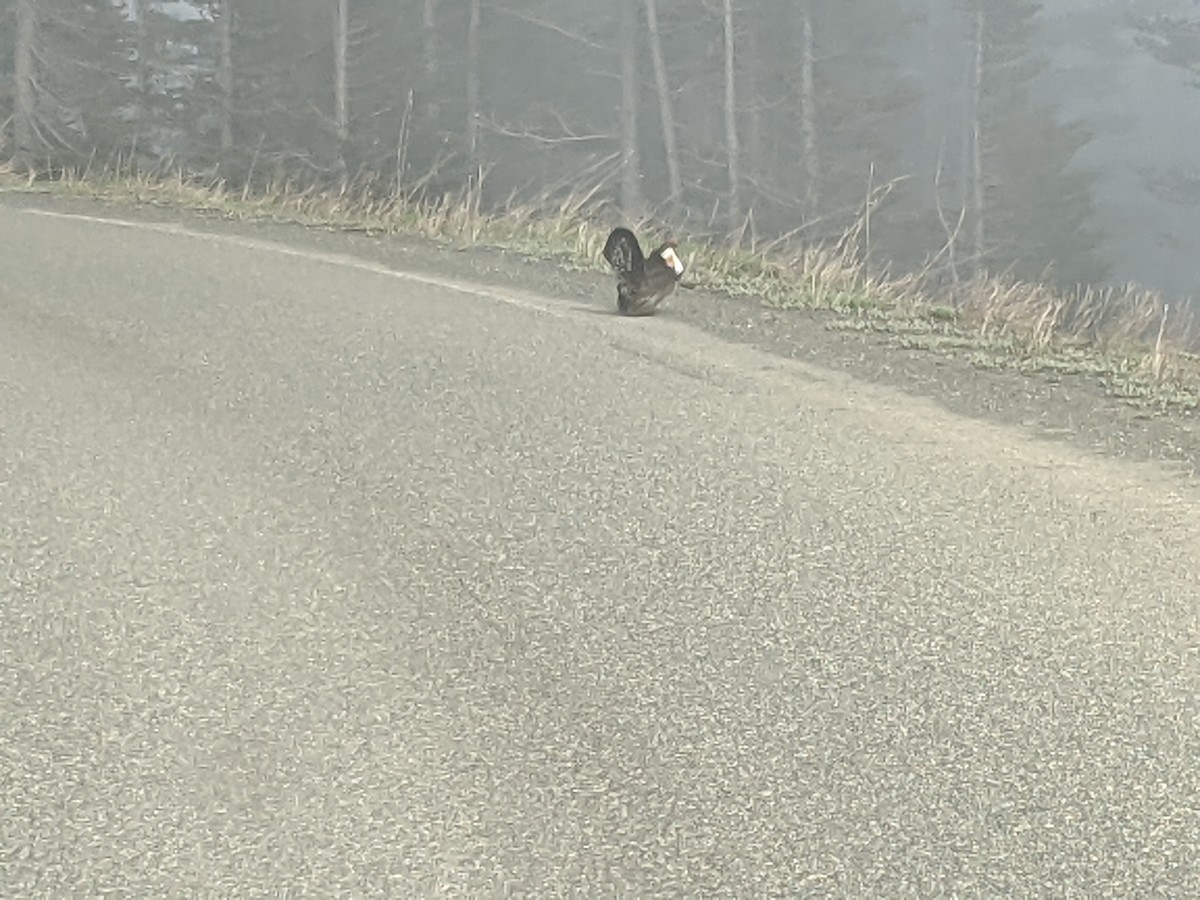 eBird Checklist - 12 May 2021 - Olympic NP--Meadow Loop Trail ...