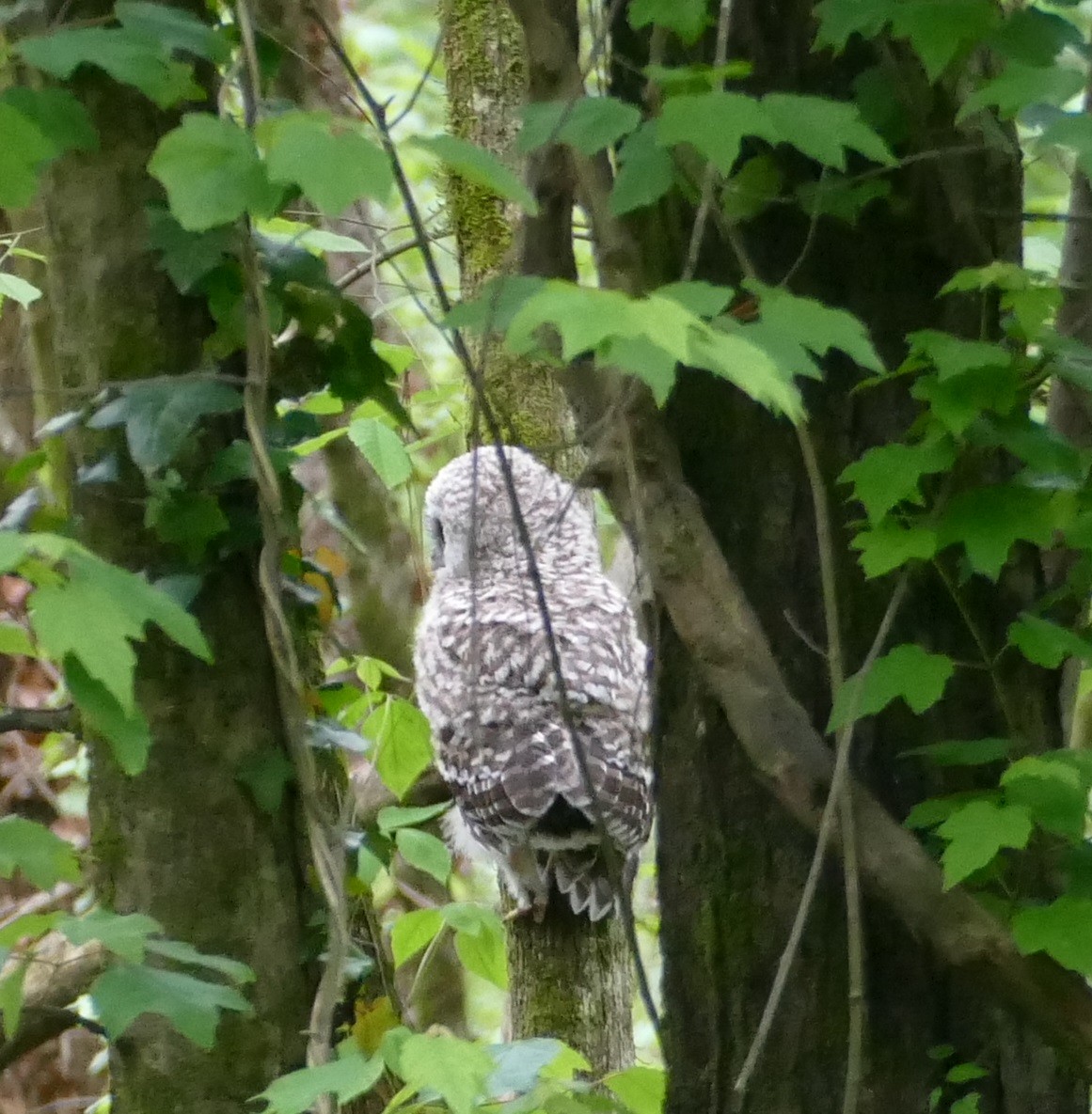eBird Checklist - 14 Apr 2023 - Clyde Shepherd Nature Preserve - 25 species