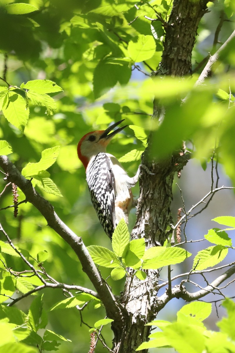 eBird Checklist - 14 Apr 2023 - Bayou Bodcau WMA - 23 species