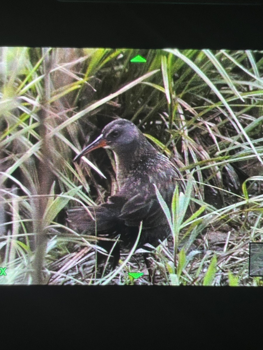 eBird Checklist - 14 Apr 2023 - Muddy Creek Greenway--South of ...