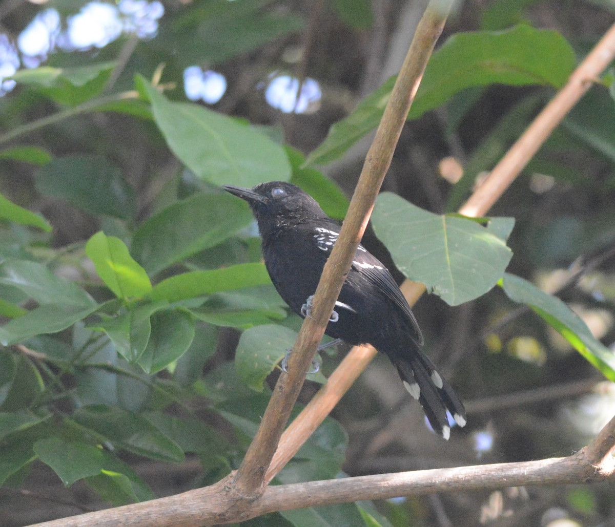 Bananal Antbird - Cercomacra ferdinandi - Birds of the World