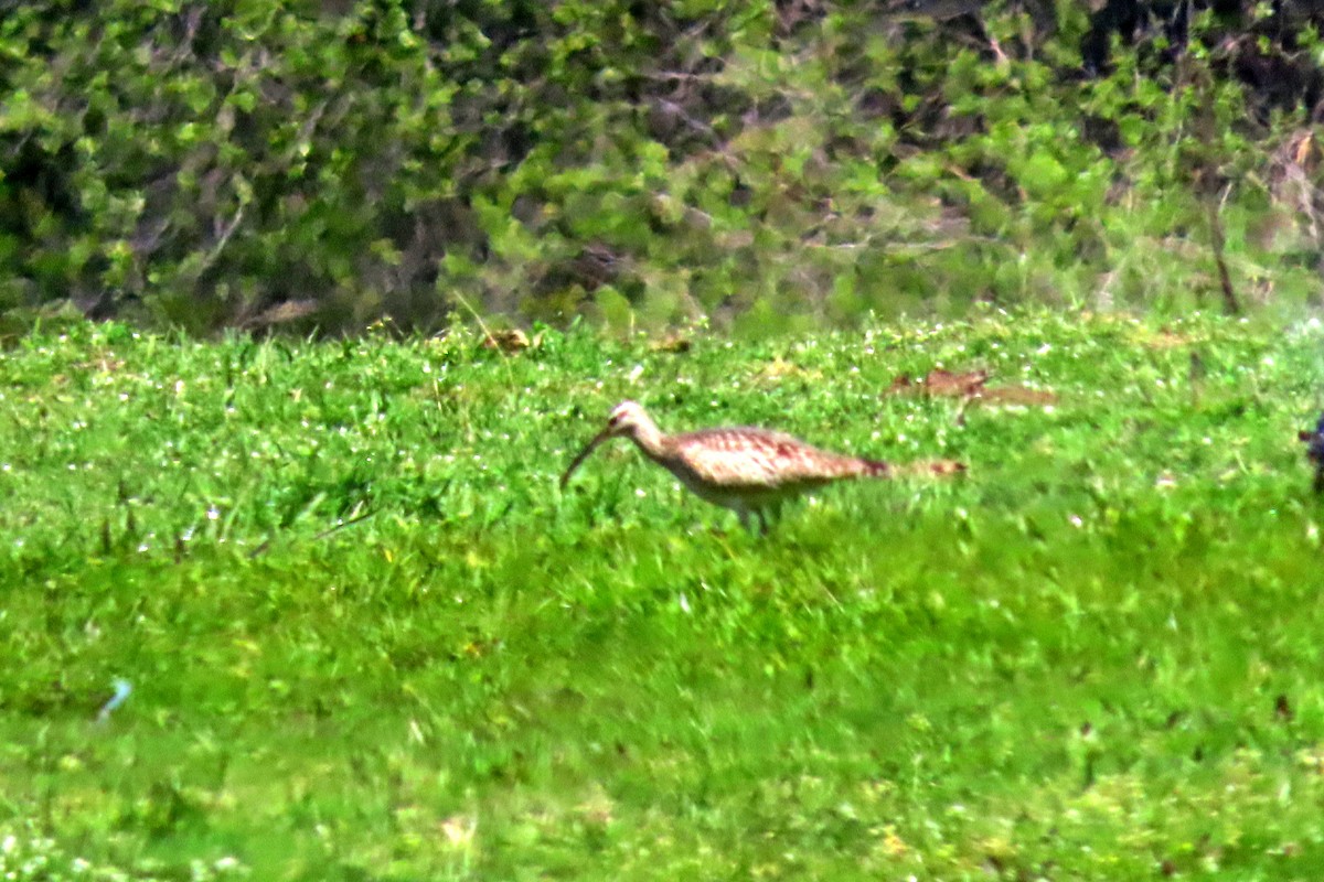 eBird Checklist - 14 Apr 2023 - Traylor Ranch - 34 species