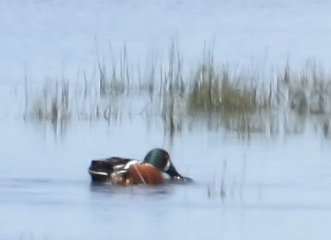 eBird Checklist - 25 Apr 2017 - Beebe Draw area - 27 species (+1 other ...