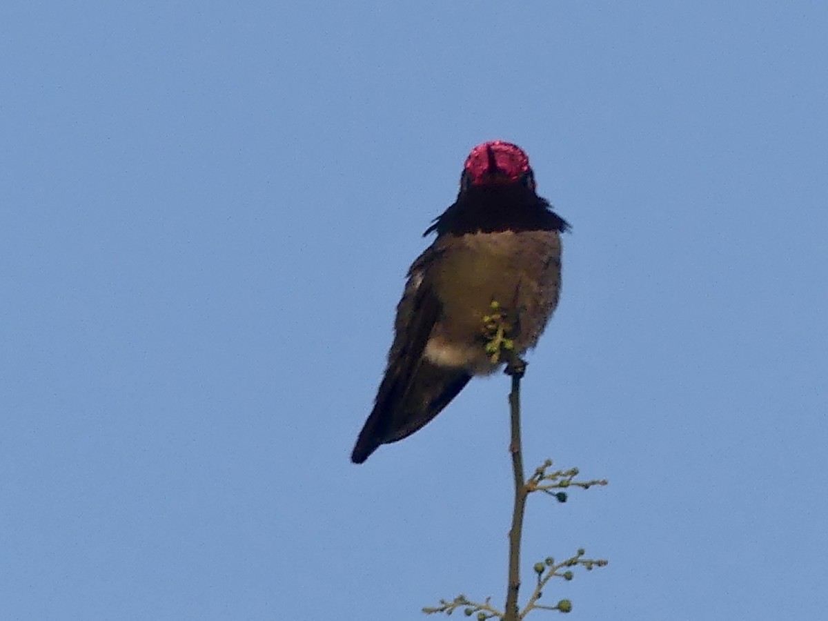 eBird Checklist - 14 Apr 2023 - Papago Park - 32 species