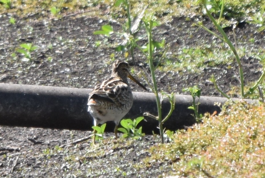 eBird Checklist - 15 Apr 2023 - Lake Dyer, Bill Gunn Dam, Laidley - 29 ...