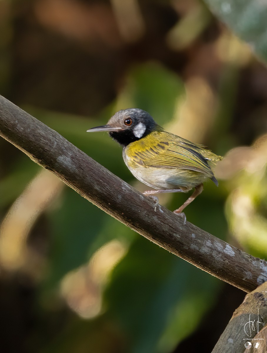 eBird Checklist - 13 Apr 2023 - Pasonanca Natural Park, Zamboanga City ...