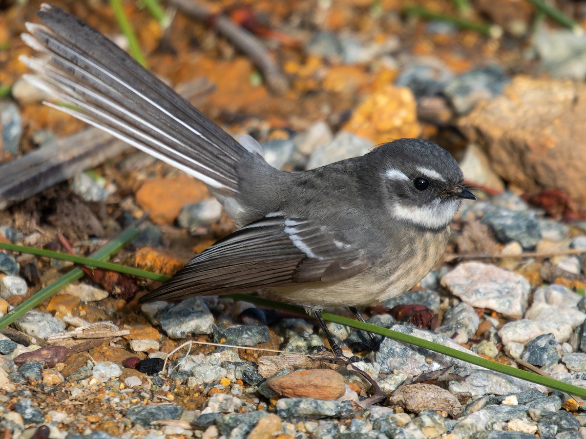 Grey Fantail (preissi) - eBird