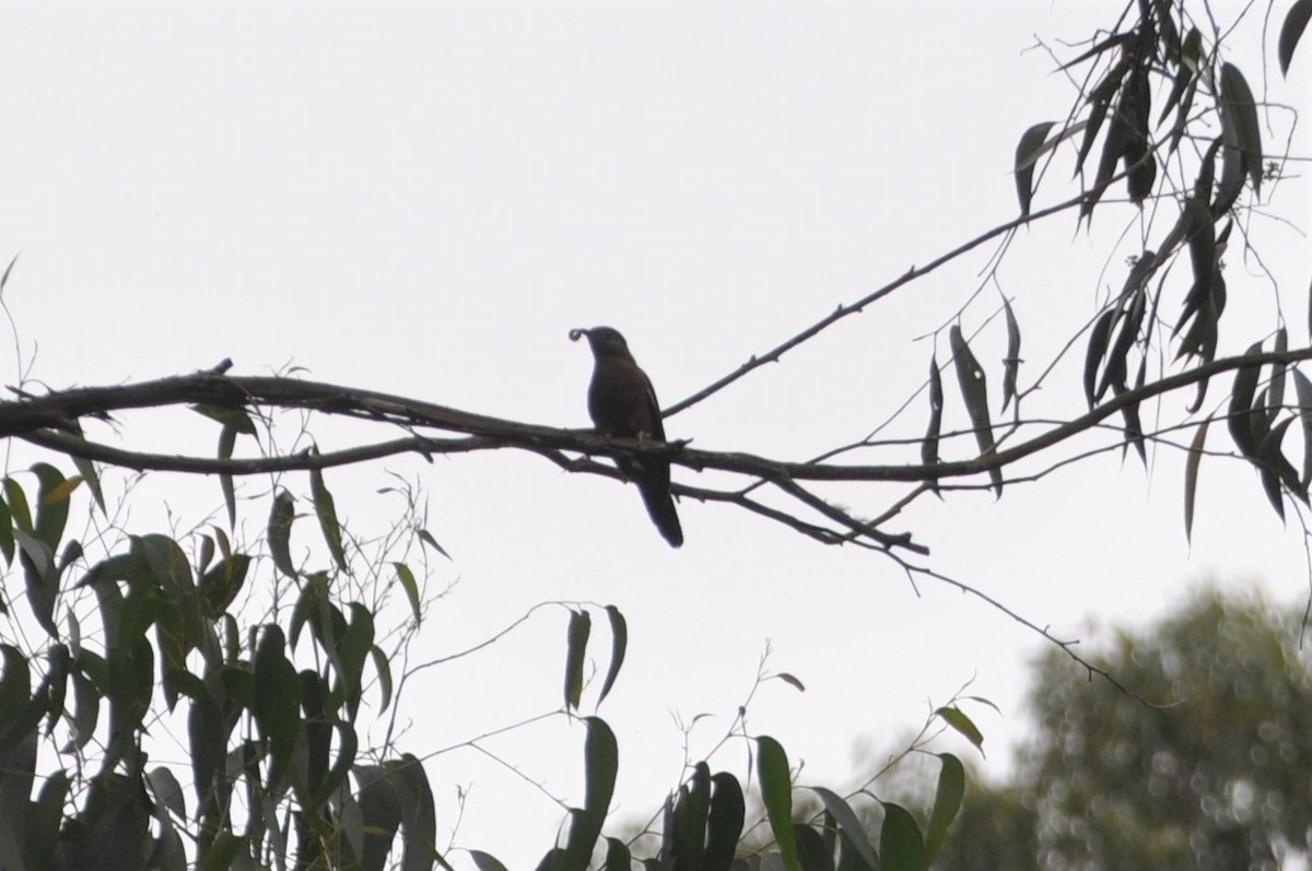 eBird Checklist - 15 Apr 2023 - Yellingbo Nature Conservation Reserve ...