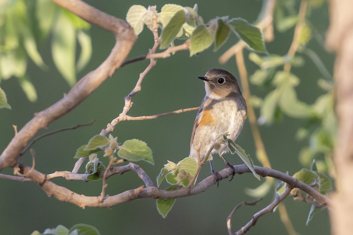 eBird Checklist - 15 Apr 2023 - XiBeiWang - 21 species