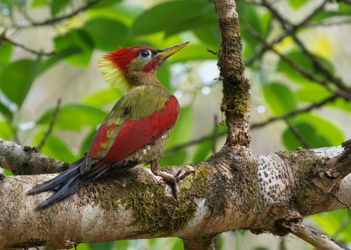 ML557990441 - Crimson-winged Woodpecker - Macaulay Library