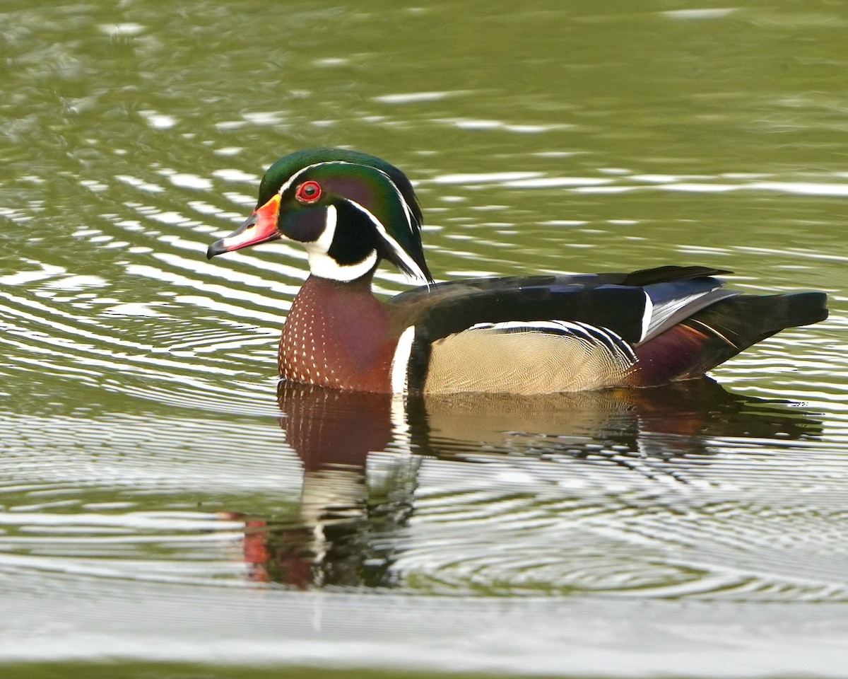 eBird Checklist - 15 Apr 2023 - Red Bug Slough Preserve - 30 species