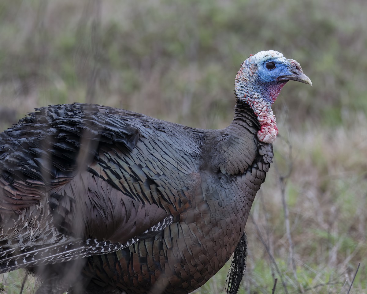 eBird Checklist - 8 Apr 2023 - King Ranch--Norias Division (Kenedy Co ...