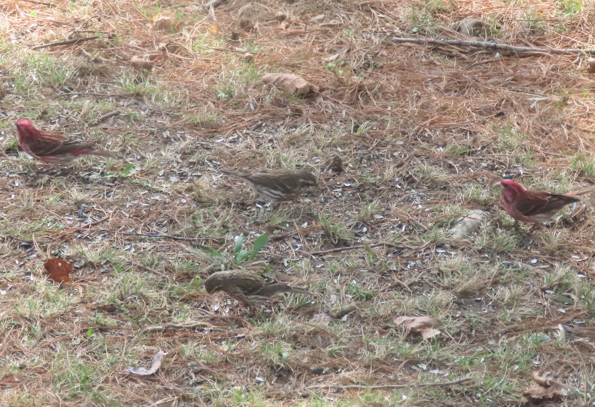 eBird Checklist - 15 Apr 2023 - Dawson Run Road, W. Hickory, PA - 14 ...