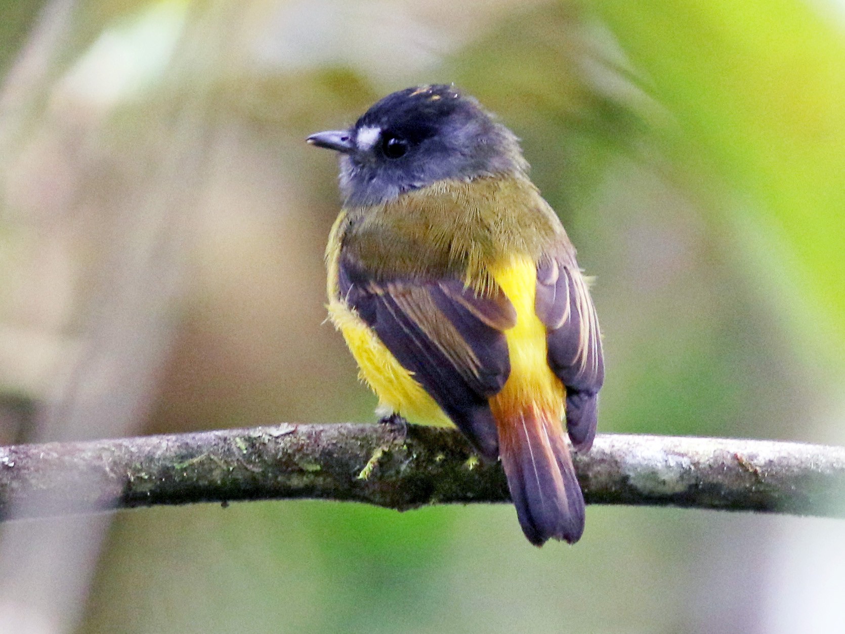 Ornate Flycatcher - eBird