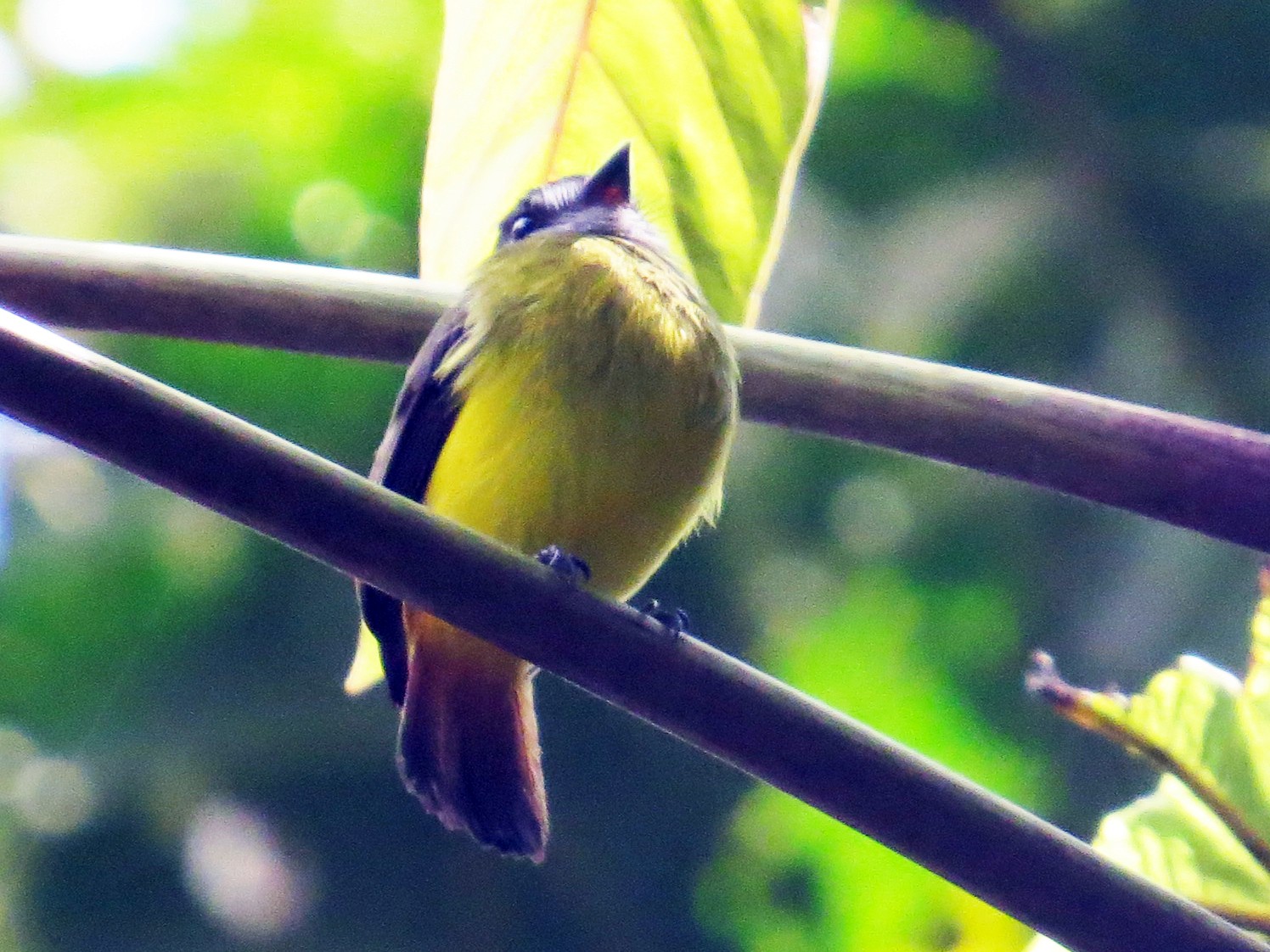 Ornate Flycatcher - eBird