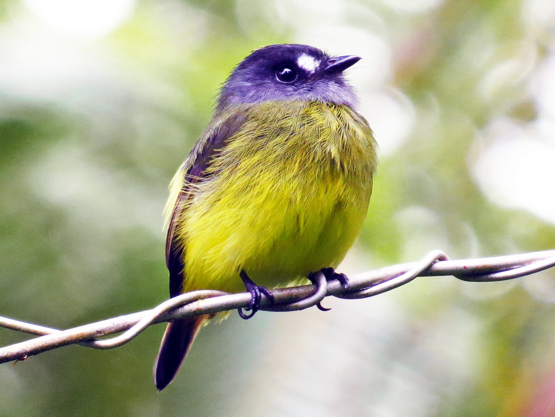 Ornate Flycatcher - eBird