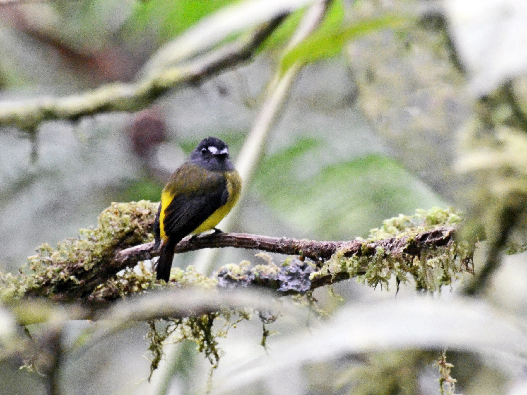 Ornate Flycatcher - eBird