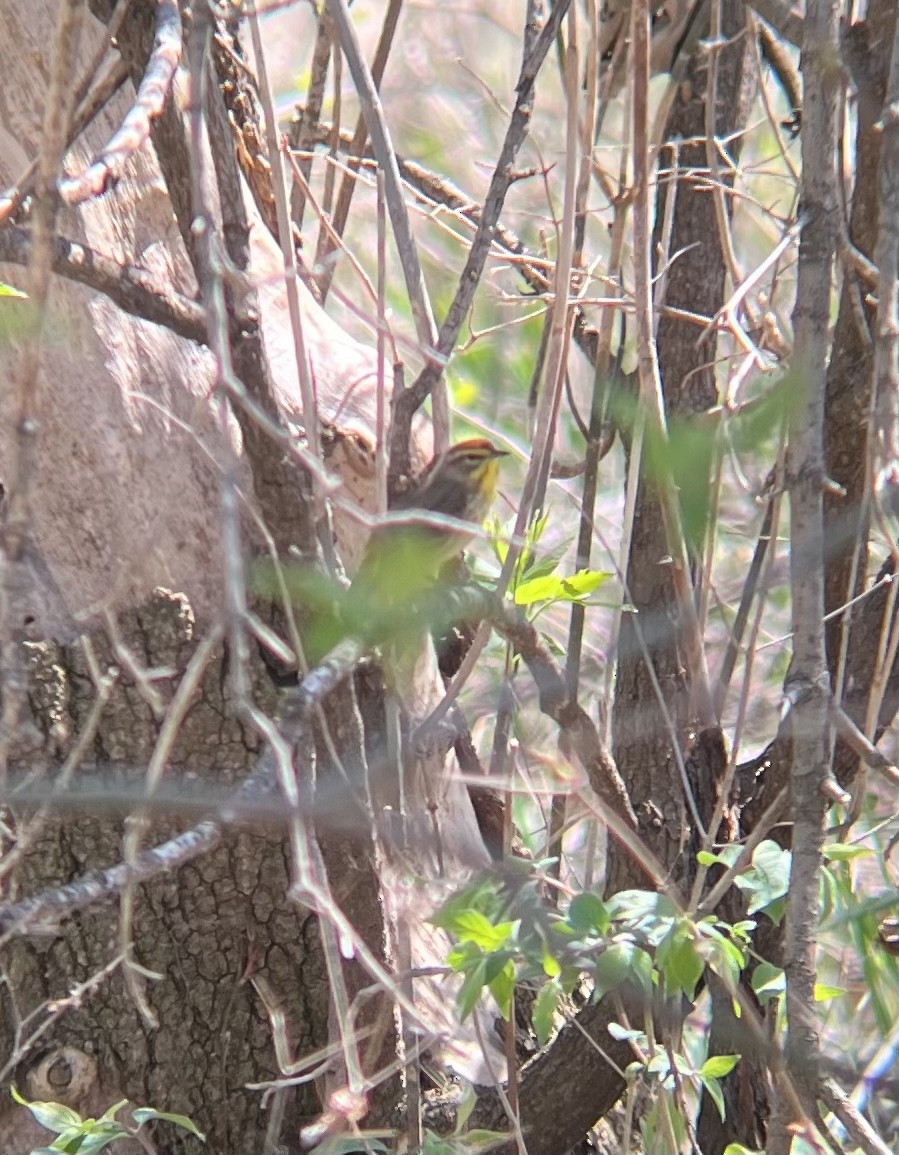 eBird Checklist - 15 Apr 2023 - Lyman Woods Forest Preserve - 36 species