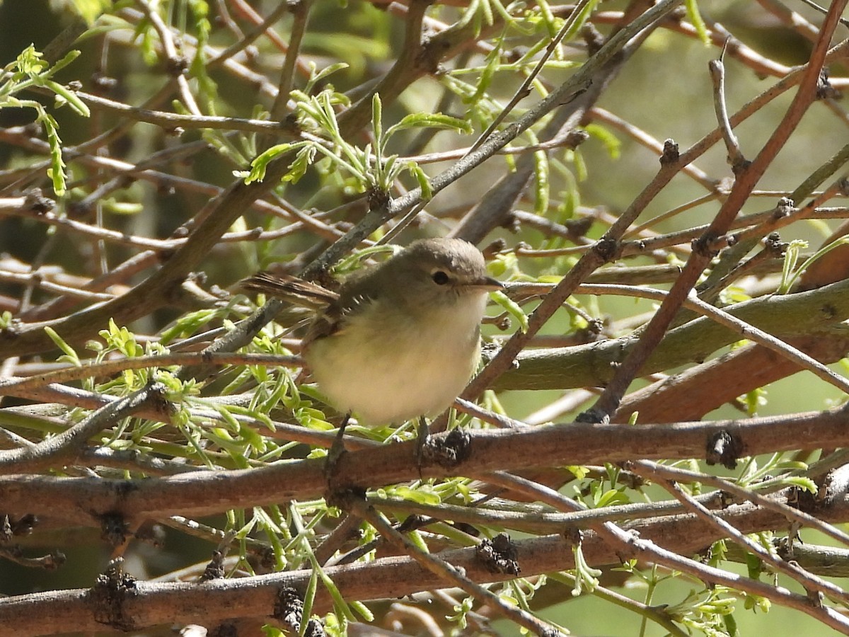 eBird Checklist - 15 Apr 2023 - Griffin Riley home - 28 species