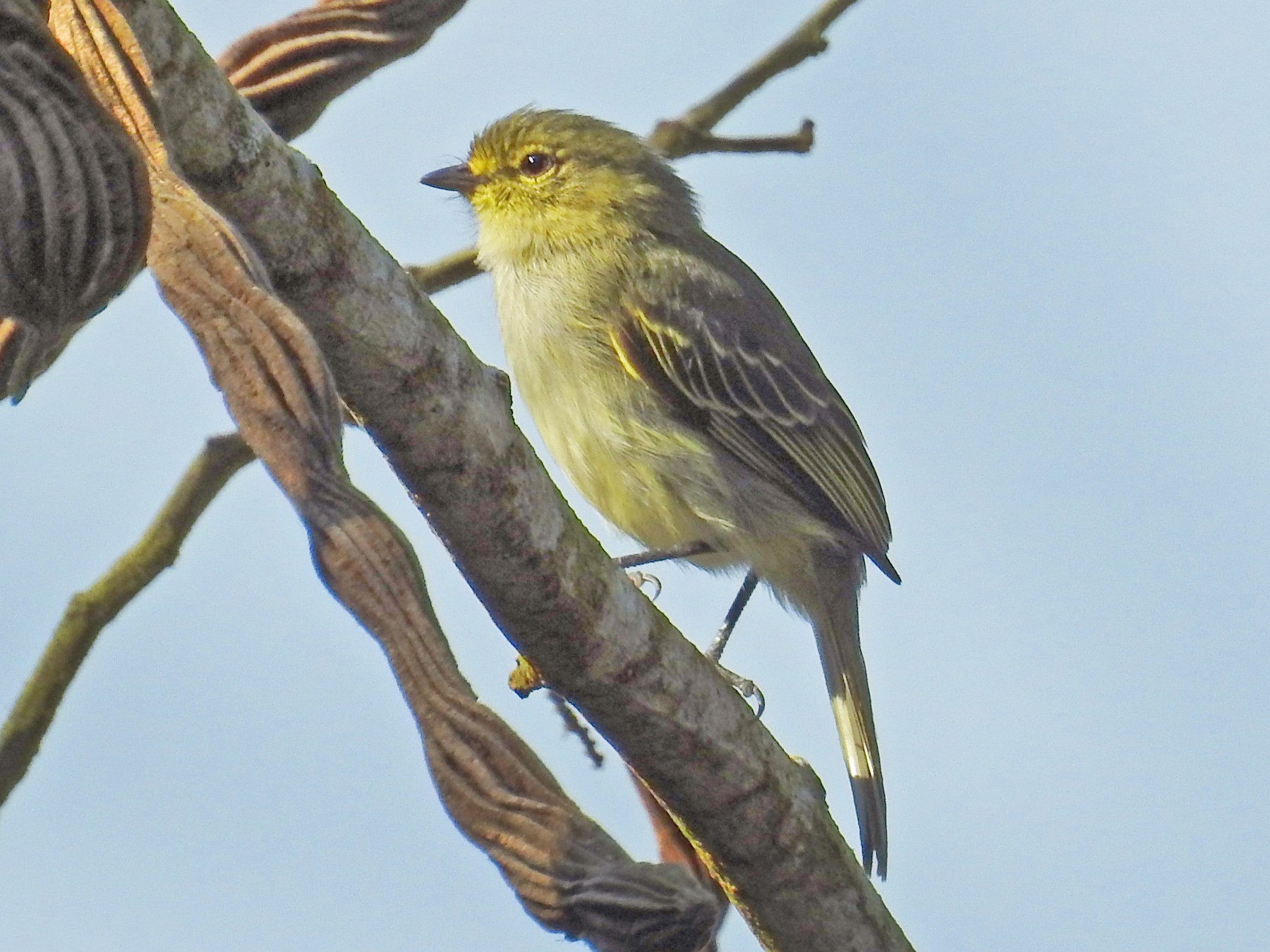 Golden-faced Tyrannulet - eBird