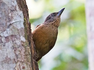 Streak-capped Treehunter - eBird