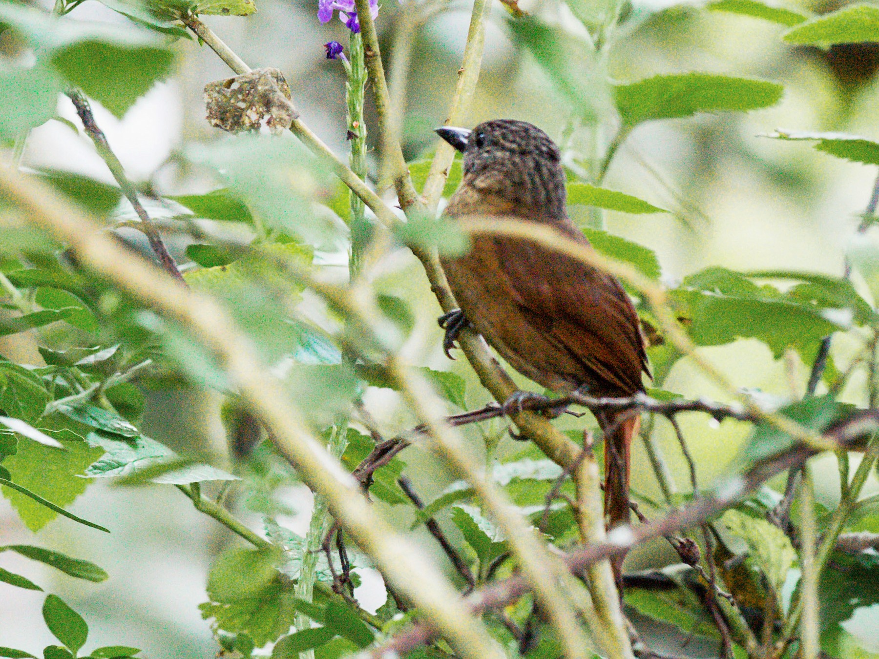 Streak-capped Treehunter - eBird