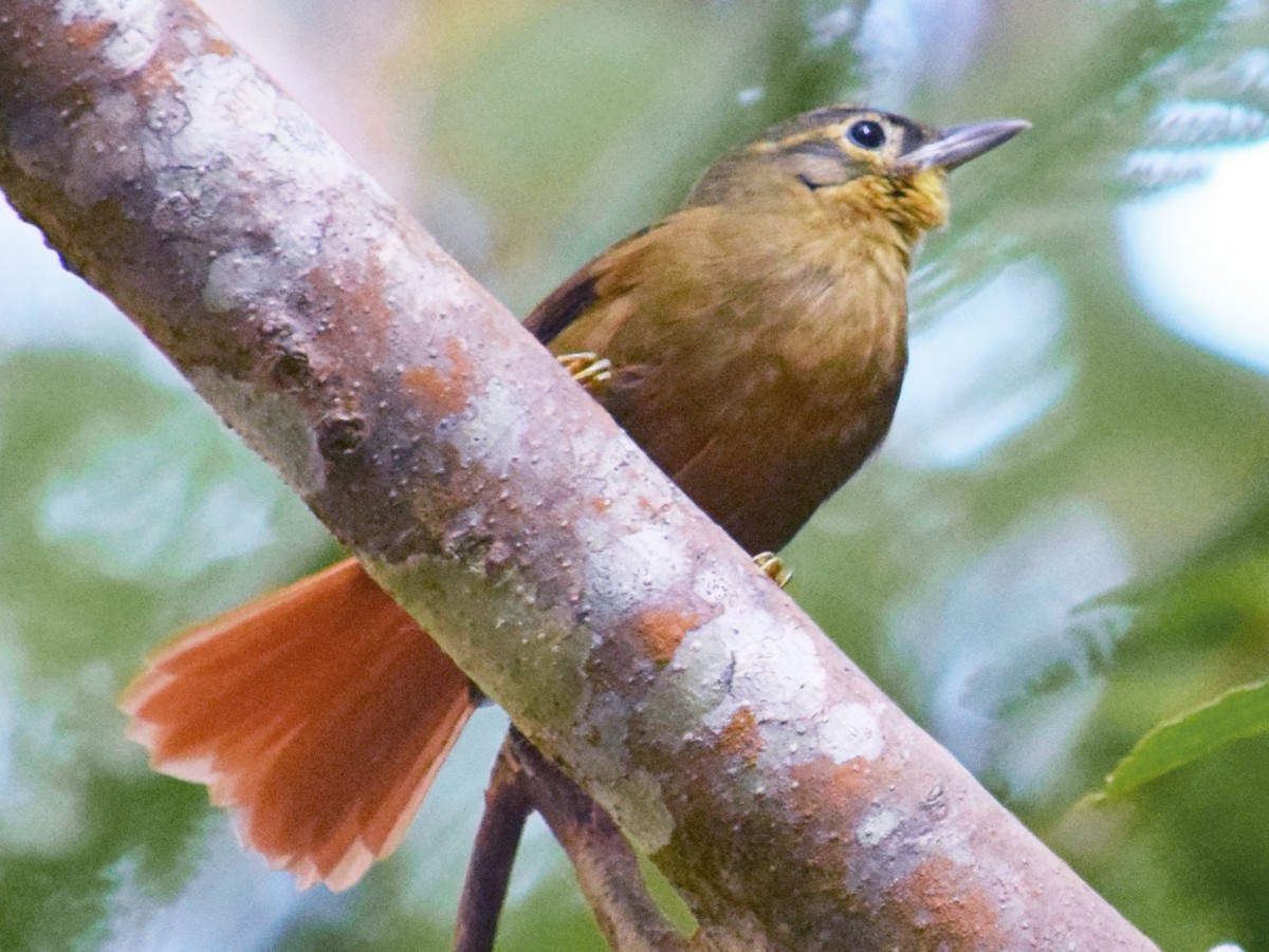 Montane Foliage-gleaner - Anabacerthia striaticollis - Birds of the World