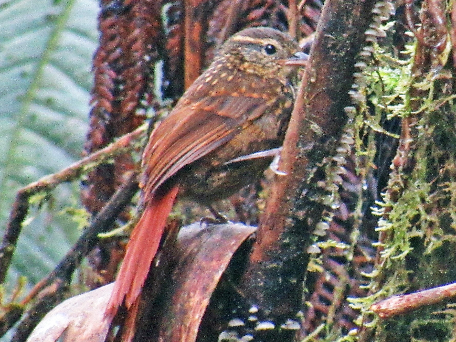 Rusty-winged Barbtail - eBird