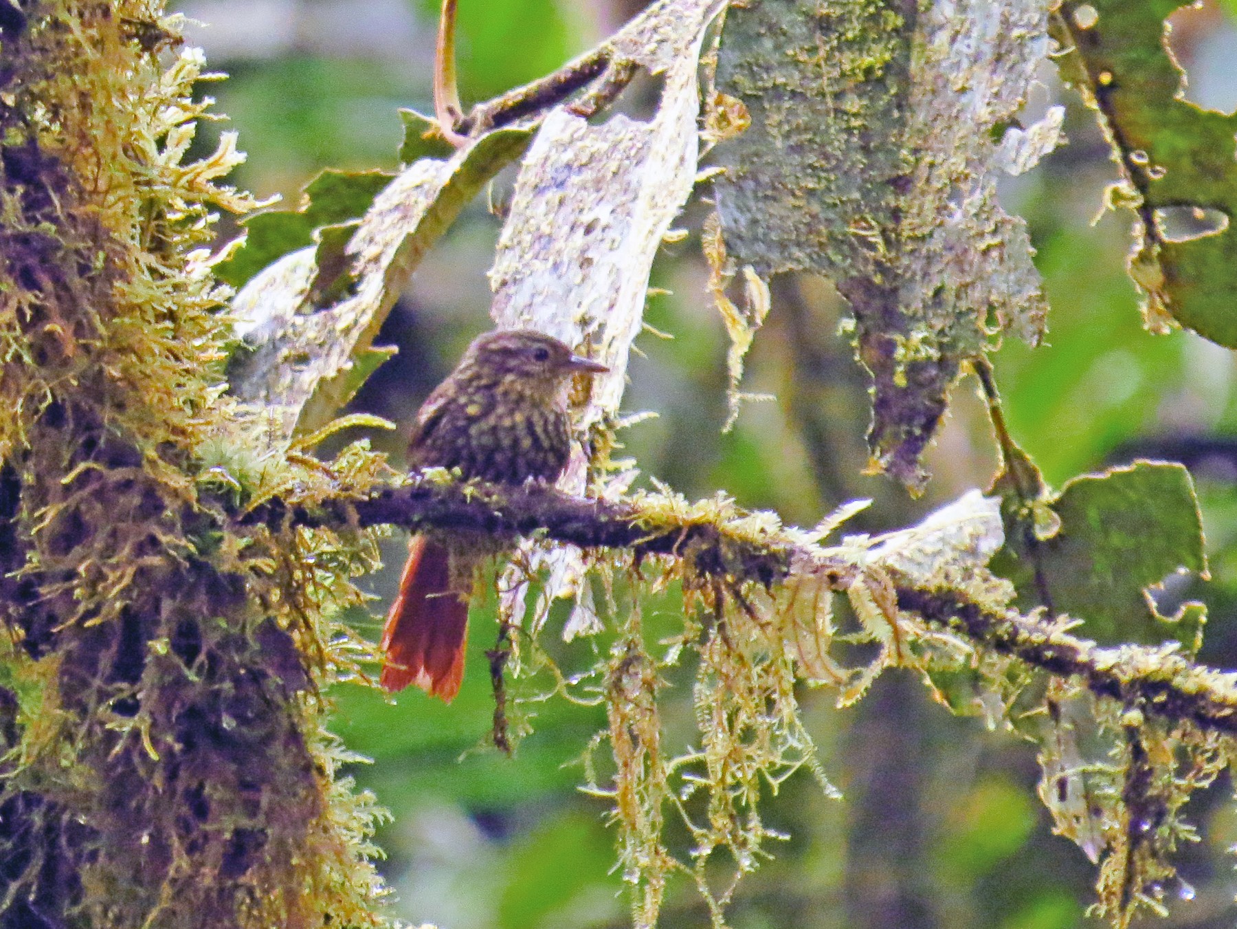 Rusty-winged Barbtail - eBird