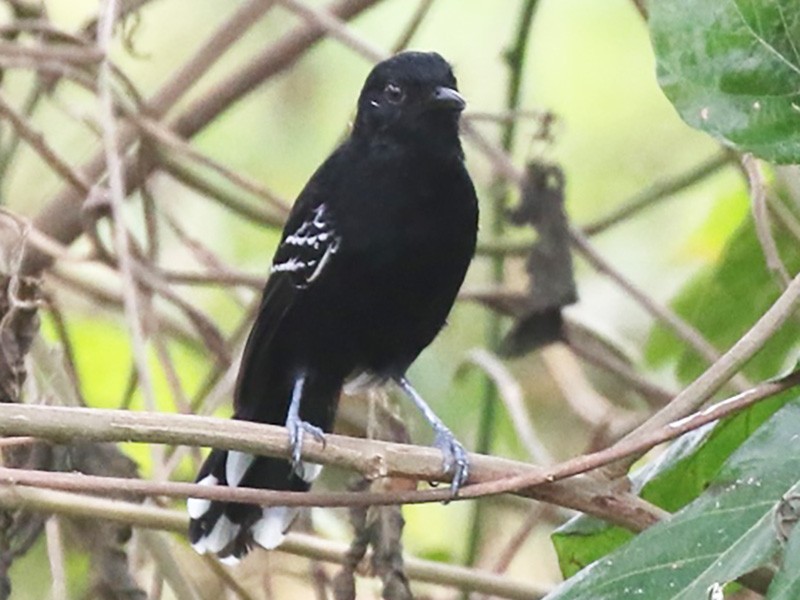Jet Antbird - eBird
