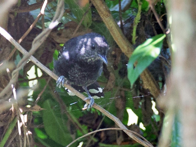 Jet Antbird - eBird