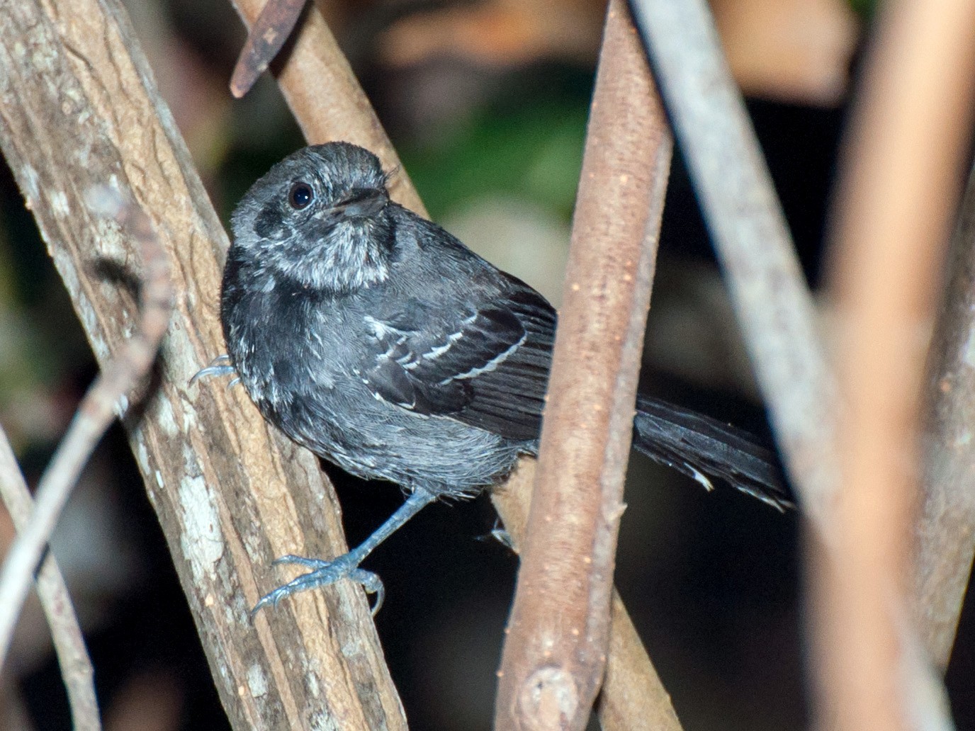 Jet Antbird - eBird