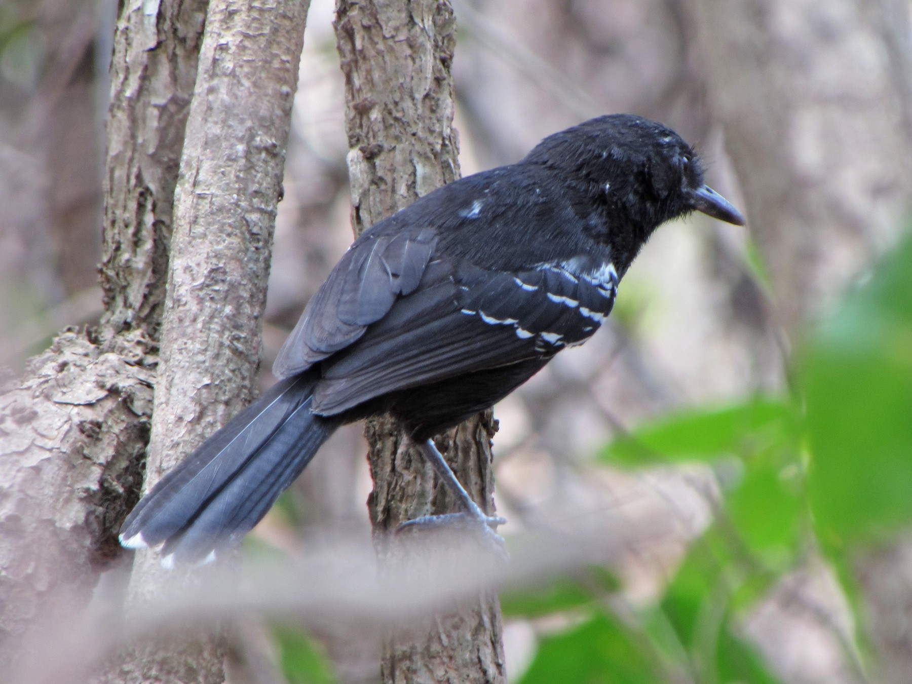 Jet Antbird - eBird