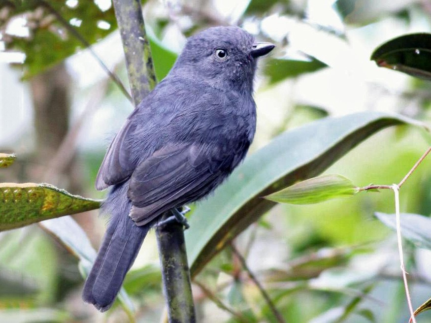 Batará Unicolor - eBird