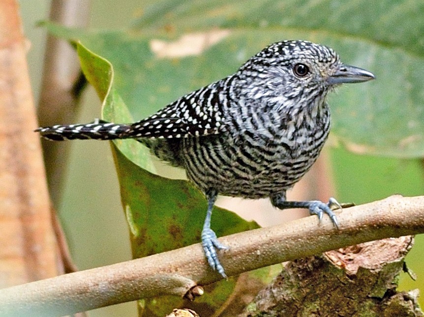 Bar-crested Antshrike - Thamnophilus multistriatus - Birds of the World