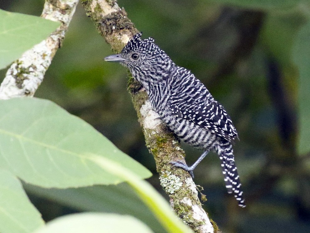 Batará Crestibarrado - eBird