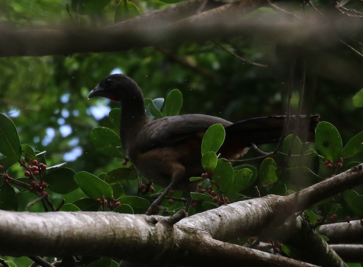 eBird Checklist - 24 Mar 2023 - Main Ridge Forest Reserve - 16 species