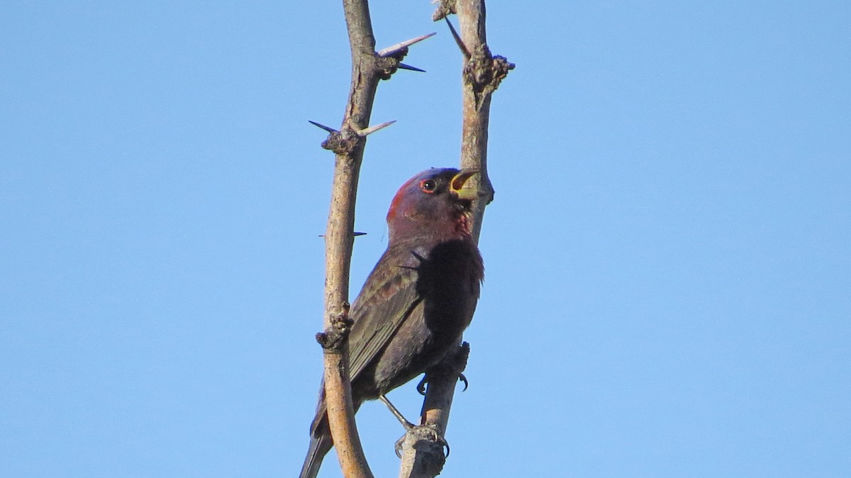 eBird Checklist - 20 Apr 2017 - Big Bend NP--Mule Ears Overlook/trail ...